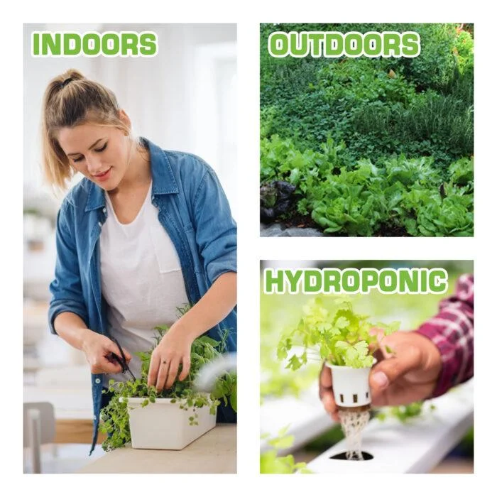 Heirloom Medicinal and Tea Herb Seeds (25 Varieties) - FarmerValley