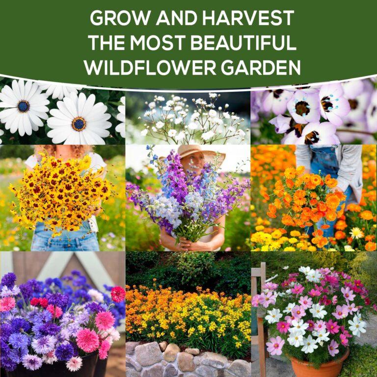 Annual Wildflower Seeds 3oz (21 Varieties) - FarmerValley