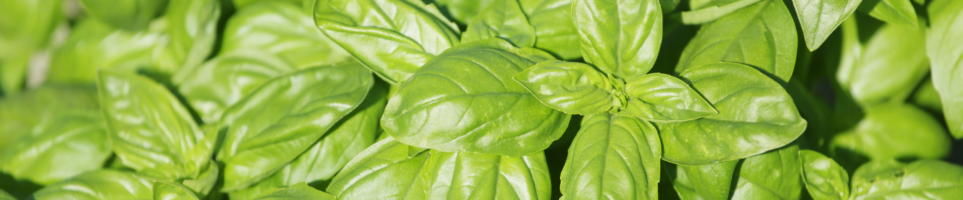 Italian Basil - FarmerValley