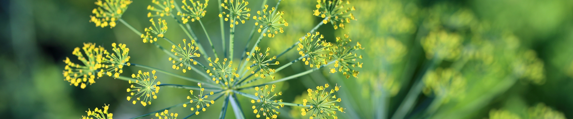Fennel - FarmerValley