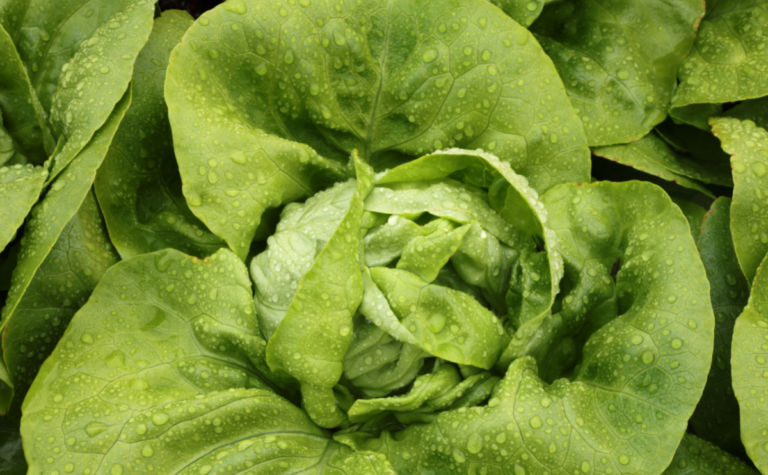Bibb Lettuce - FarmerValley