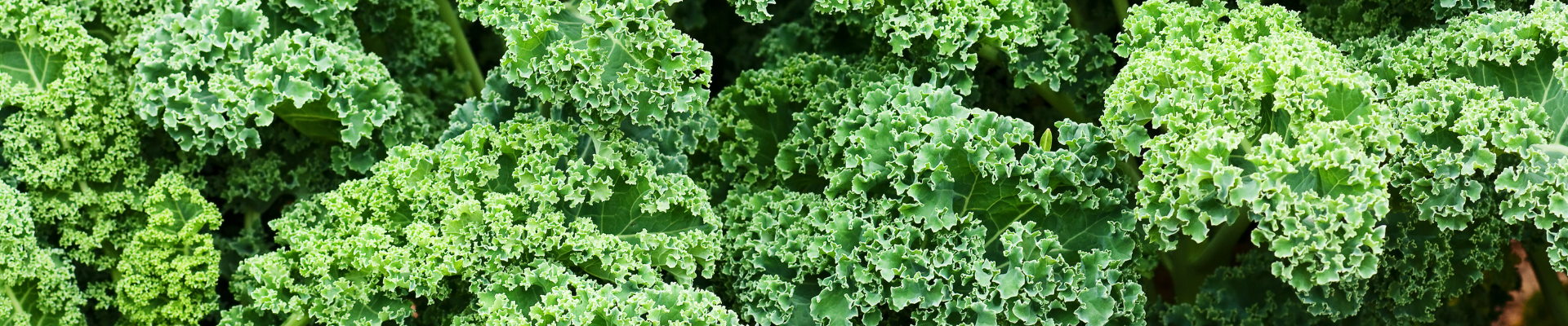 Blue Curled Kale - FarmerValley