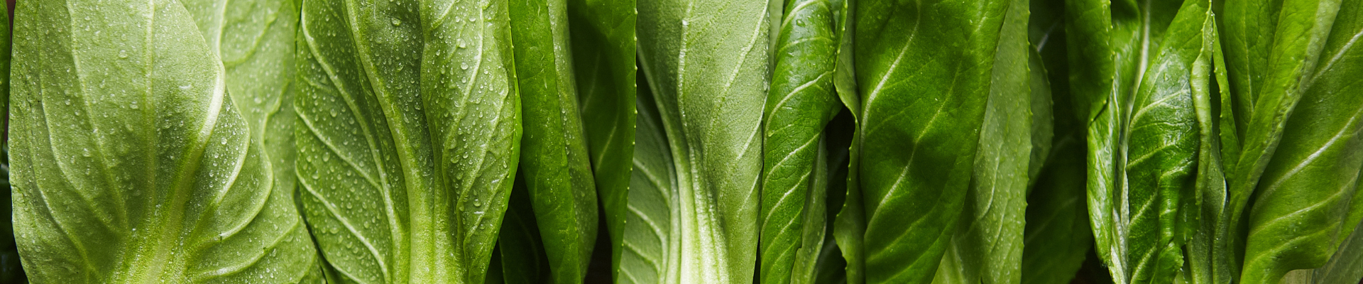 Bok Choy - FarmerValley