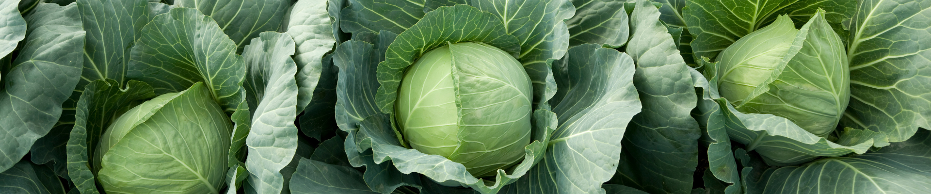 Cabbage - FarmerValley