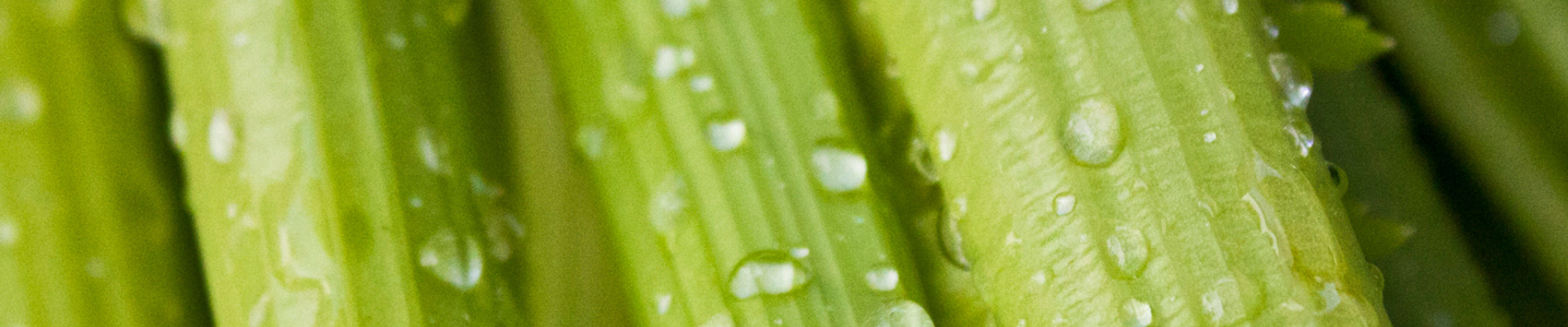 Celery - FarmerValley