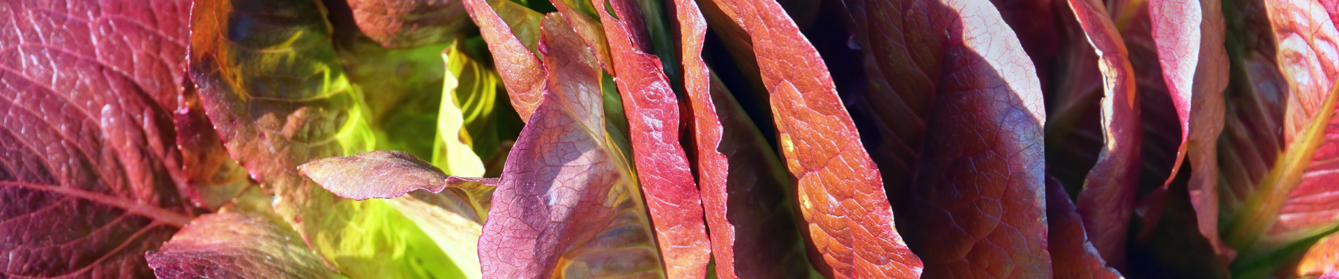 Cimarron Red Romaine - FarmerValley