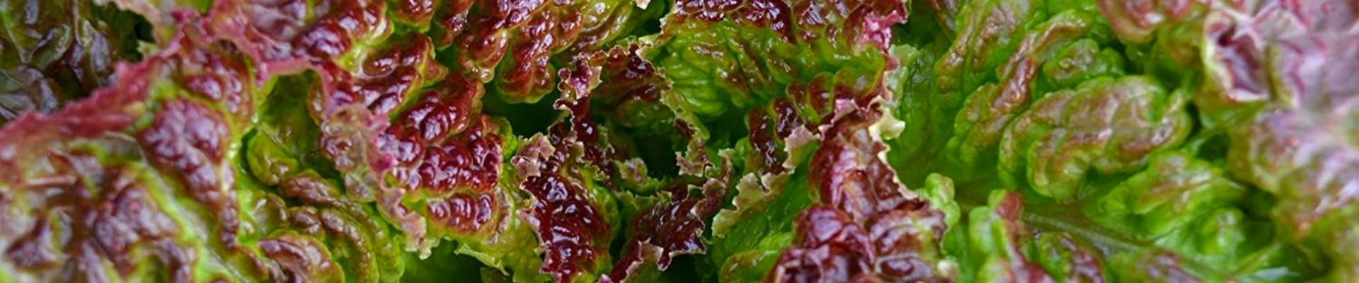 Prizehead Lettuce - FarmerValley