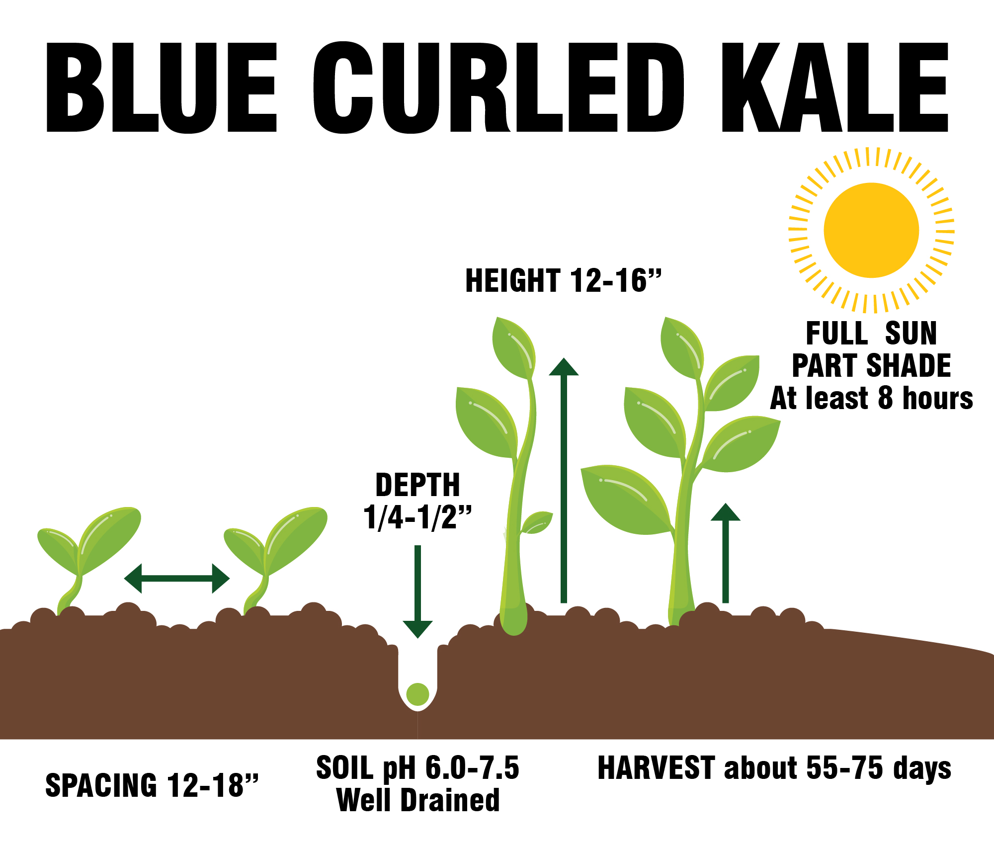 Blue Curled Kale - FarmerValley