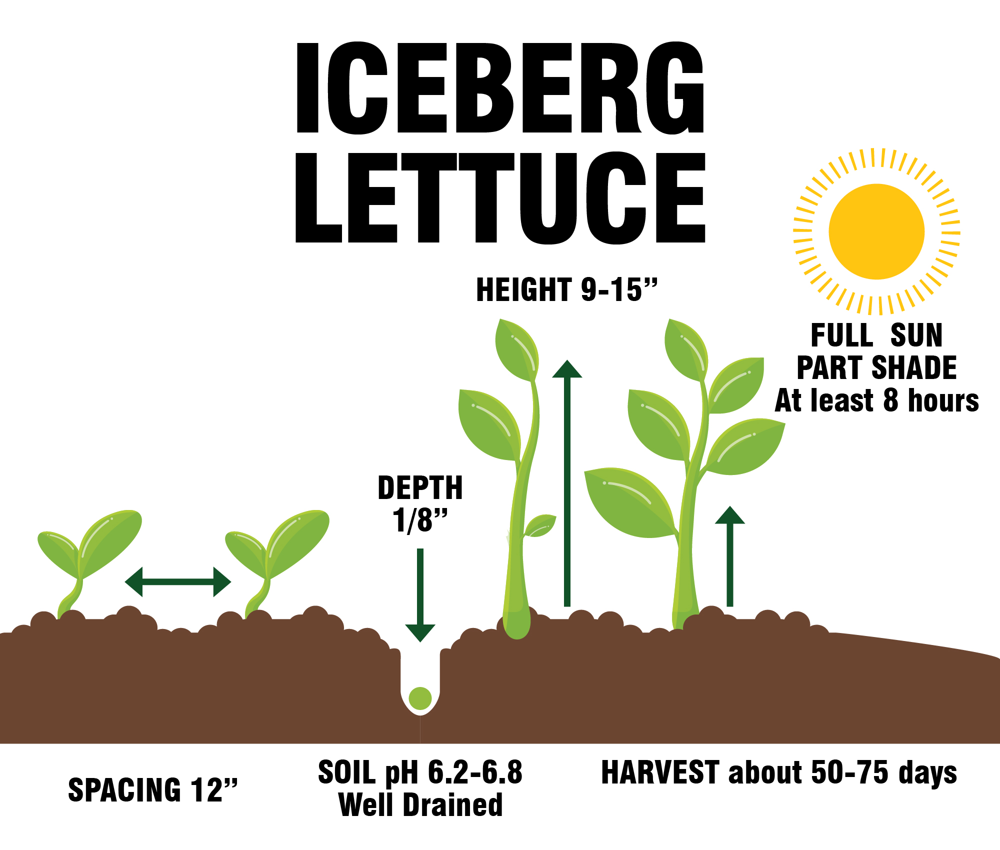 Iceberg Lettuce - FarmerValley
