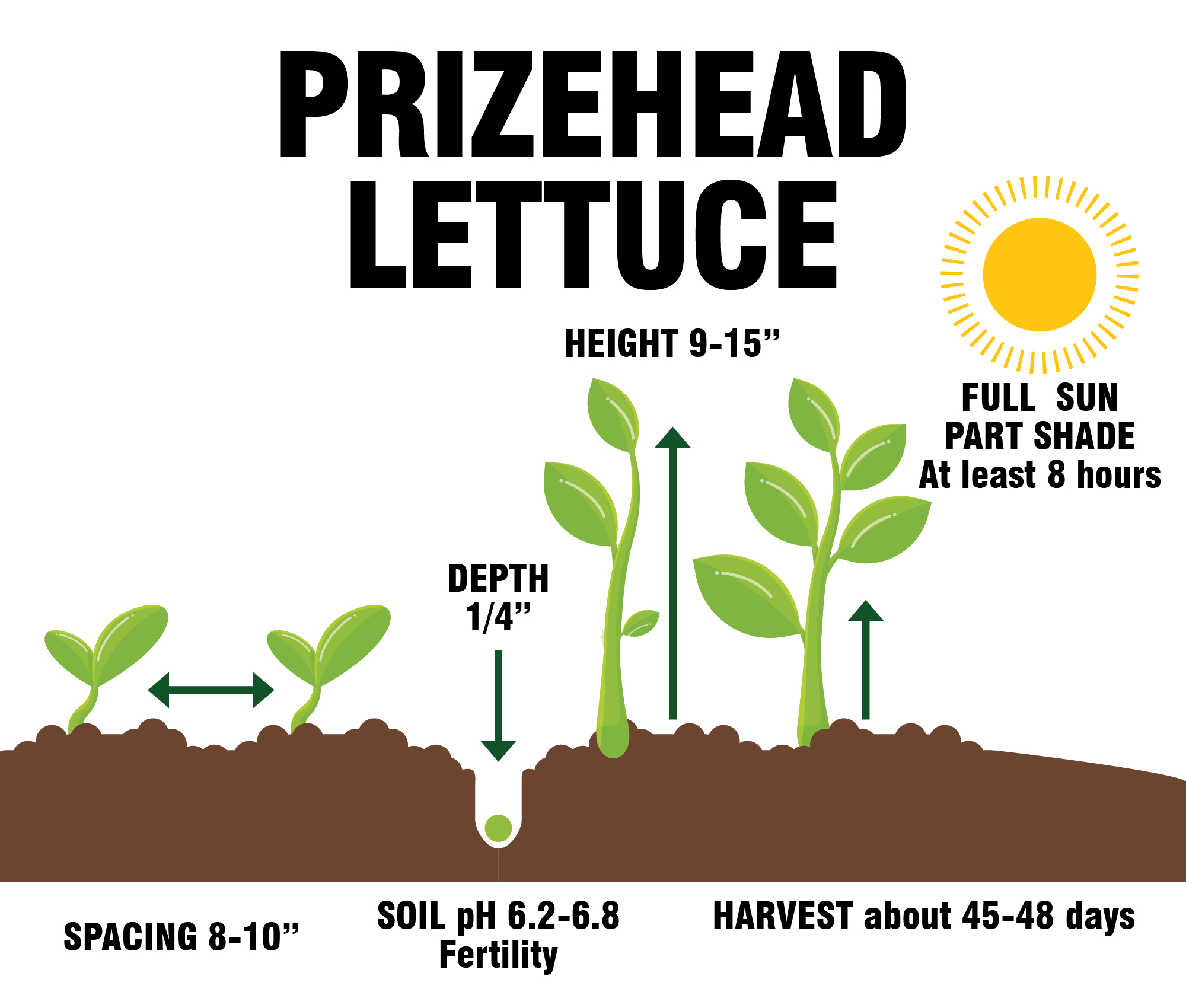 Prizehead Lettuce - FarmerValley