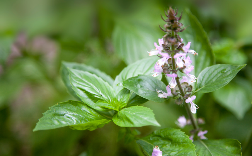 Cinnamon Basil - FarmerValley