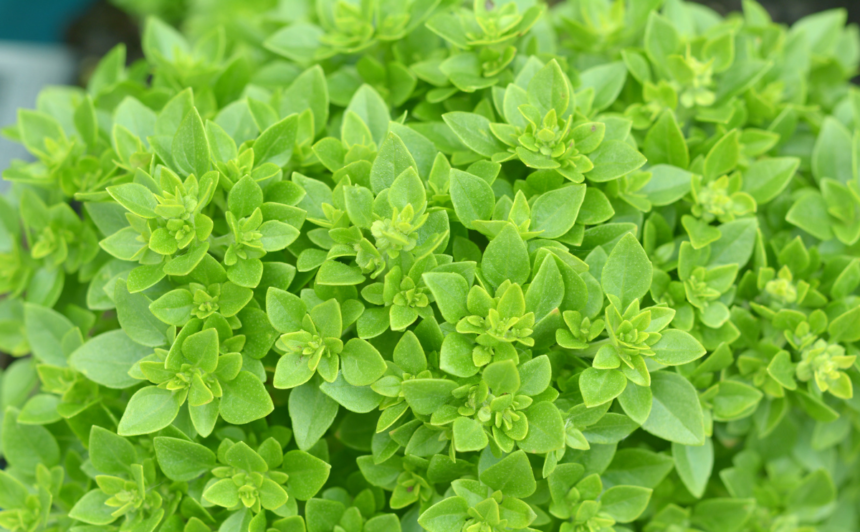 Greek Basil - FarmerValley