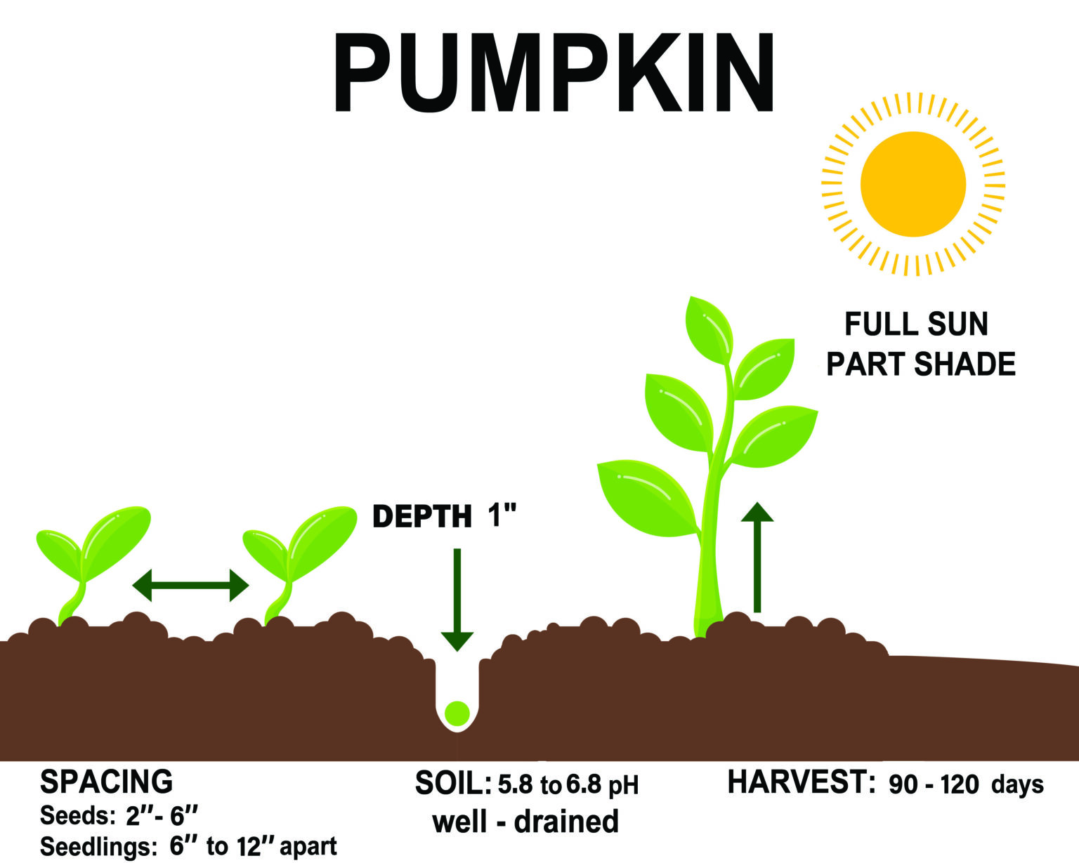 Pumpkin - FarmerValley