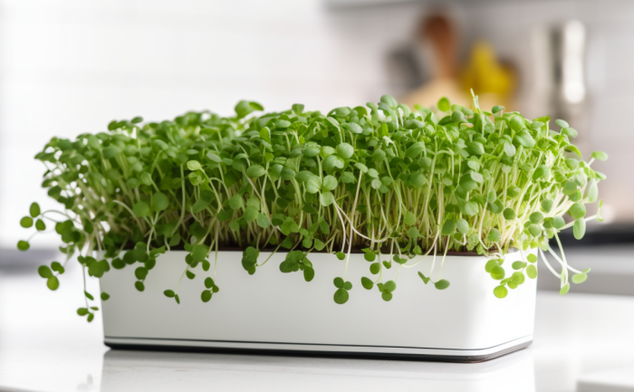 How to Grow Cress Microgreens - FarmerValley