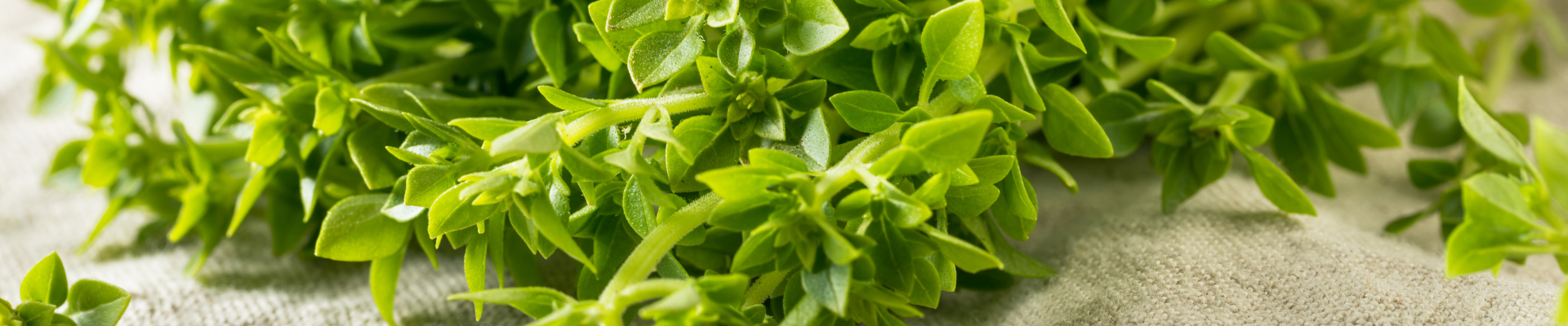 Greek Basil - FarmerValley