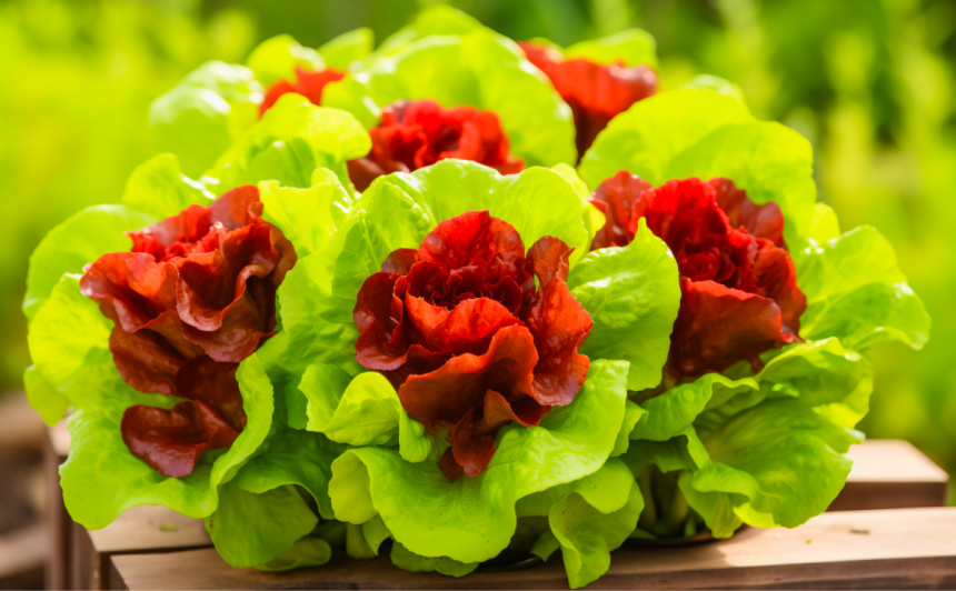 Tips How to Grow Lettuce in the Summer - FarmerValley